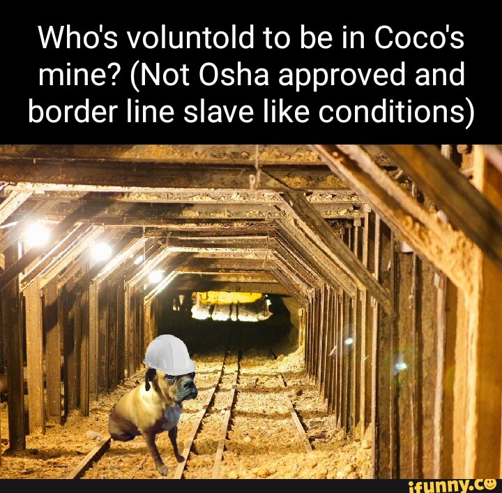 Voluntold memes. Best Collection of funny Voluntold pictures on iFunny