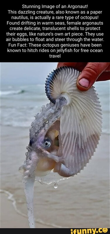 Stunning Image of an Argonaut! This dazzling creature, also known as a ...