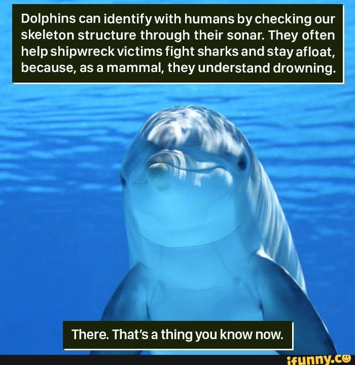 Dolphins Can Identify With Humans By Checking Our Skeleton Structure