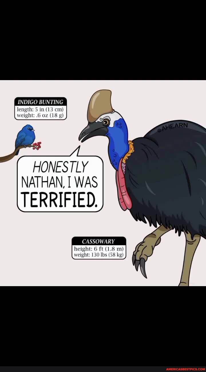Cute comic from Zoodraws ! - TING HONESTLY NATHAN, WAS CASSOWARY 130 ...