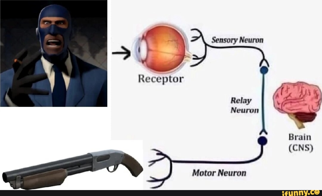 Sensory Neuron fi Receptor Relay Neuron Brain (CNS) Motor Neuron - iFunny