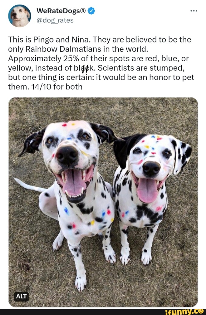 Are Rainbow Dalmatians A Real Thing