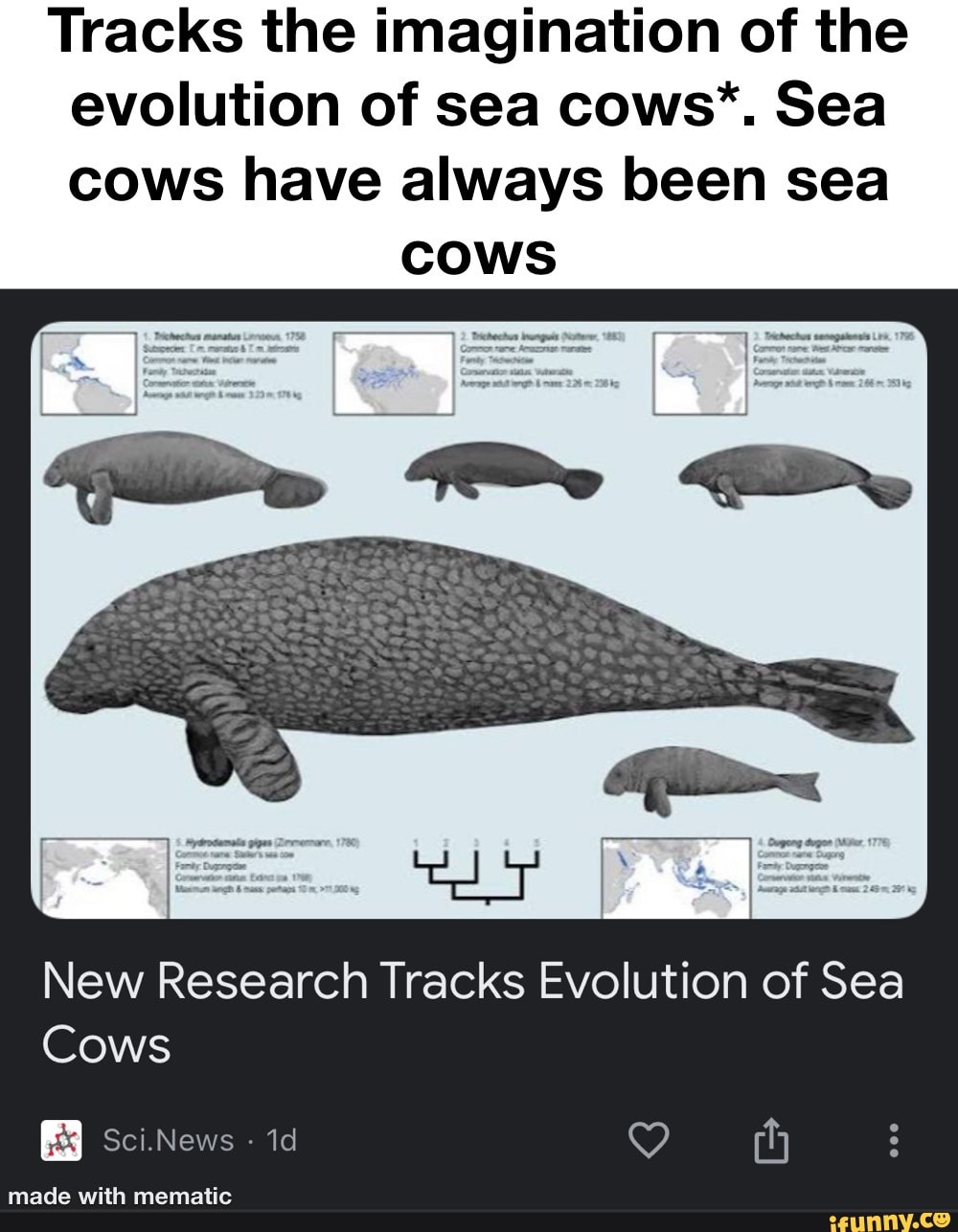 Tracks the imagination of the evolution of sea cows*. Sea cows have ...