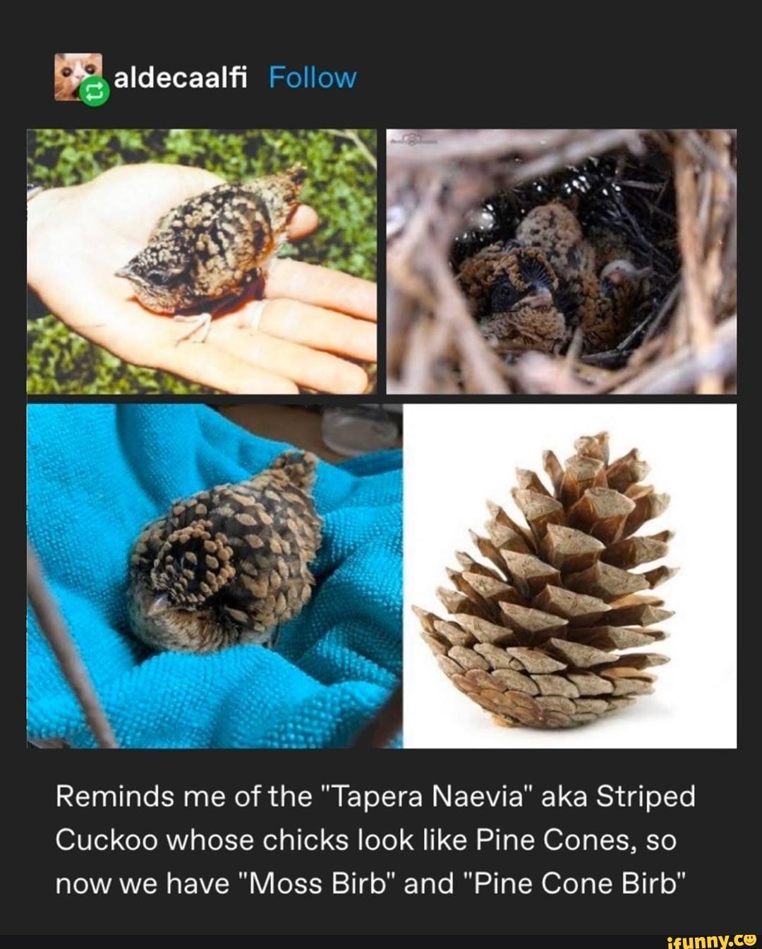 Aldecaalfi Follow Reminds me of the "Tapera Naevia" aka Striped Cuckoo ...