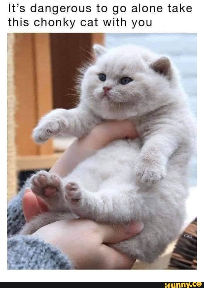 It's dangerous to go alone take this chonky cat with you - iFunny
