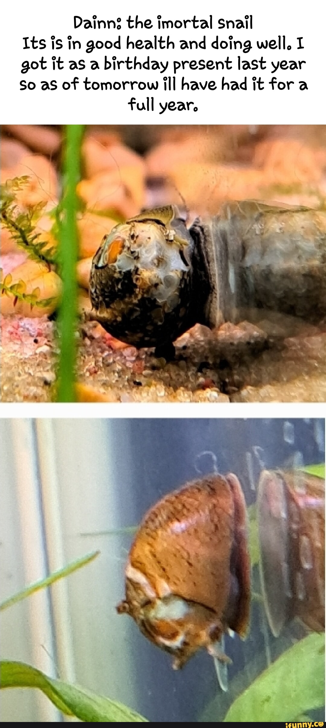 Immortalsnail memes. Best Collection of funny Immortalsnail pictures on ...