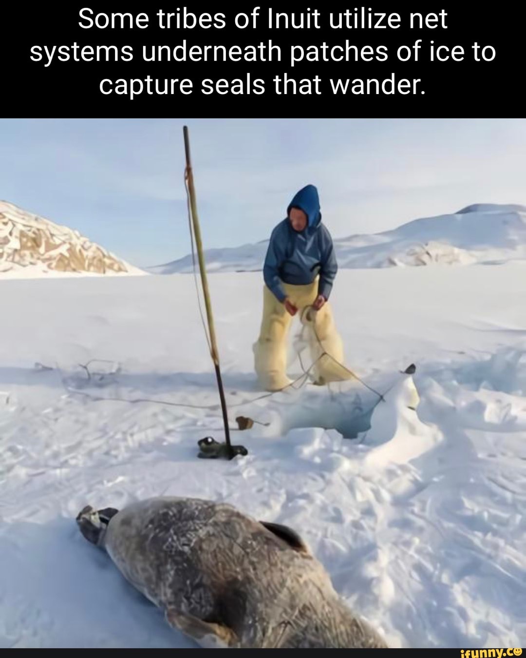 Some tribes of Inuit utilize net systems underneath patches of ice to ...