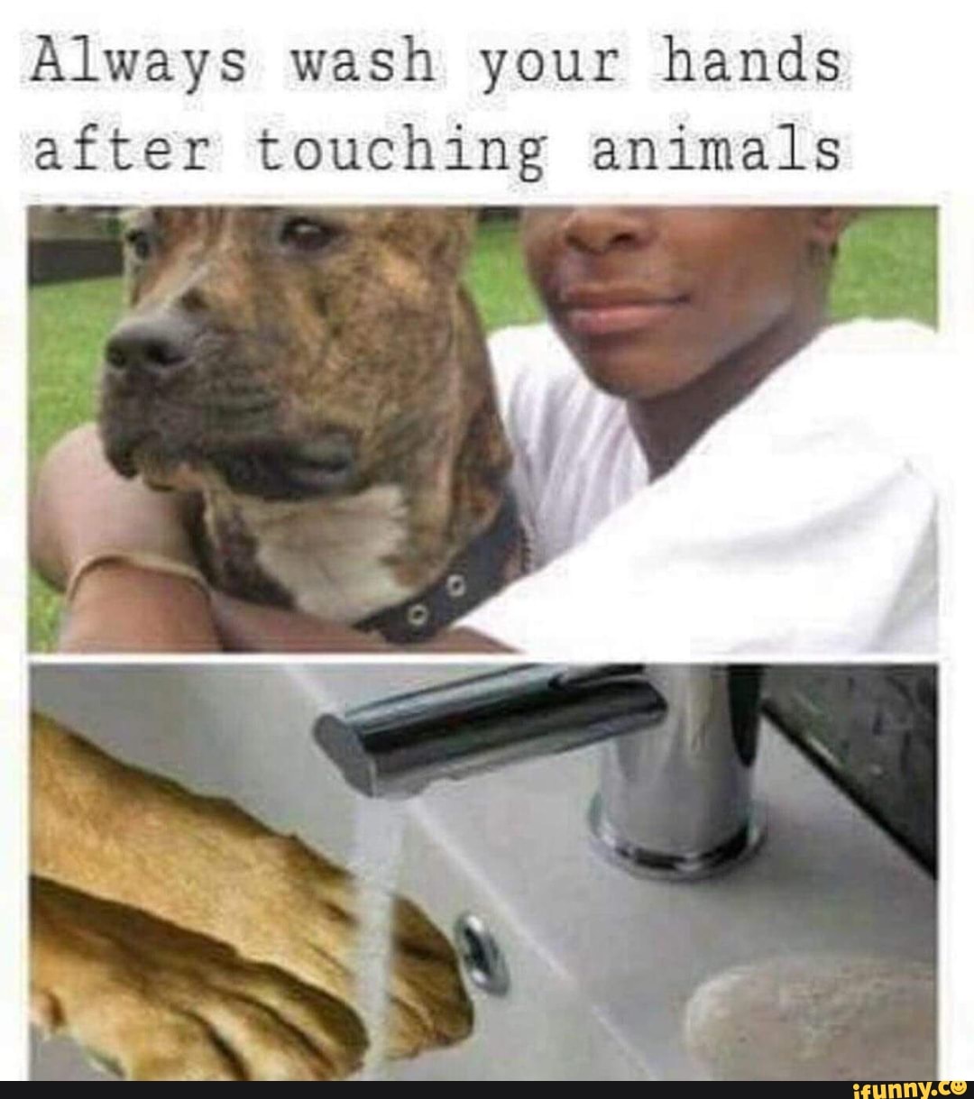 Always wash your hands after touching animals - iFunny