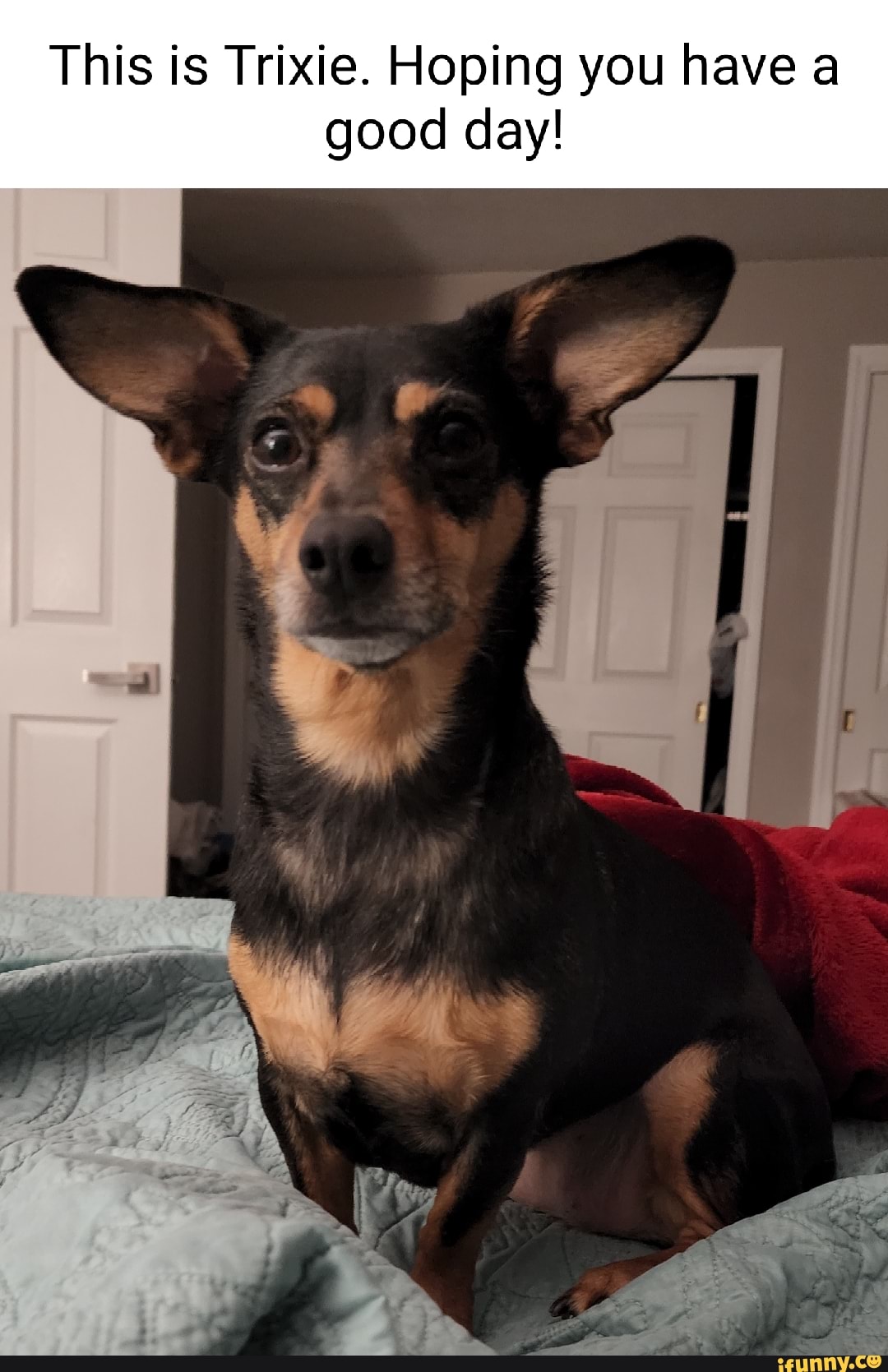 Chiweenie memes. Best Collection of funny Chiweenie pictures on iFunny