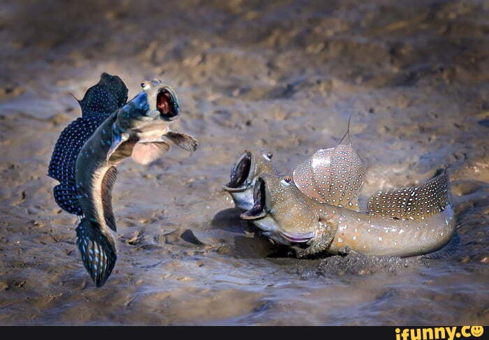 Mudskipper memes. Best Collection of funny Mudskipper pictures on iFunny