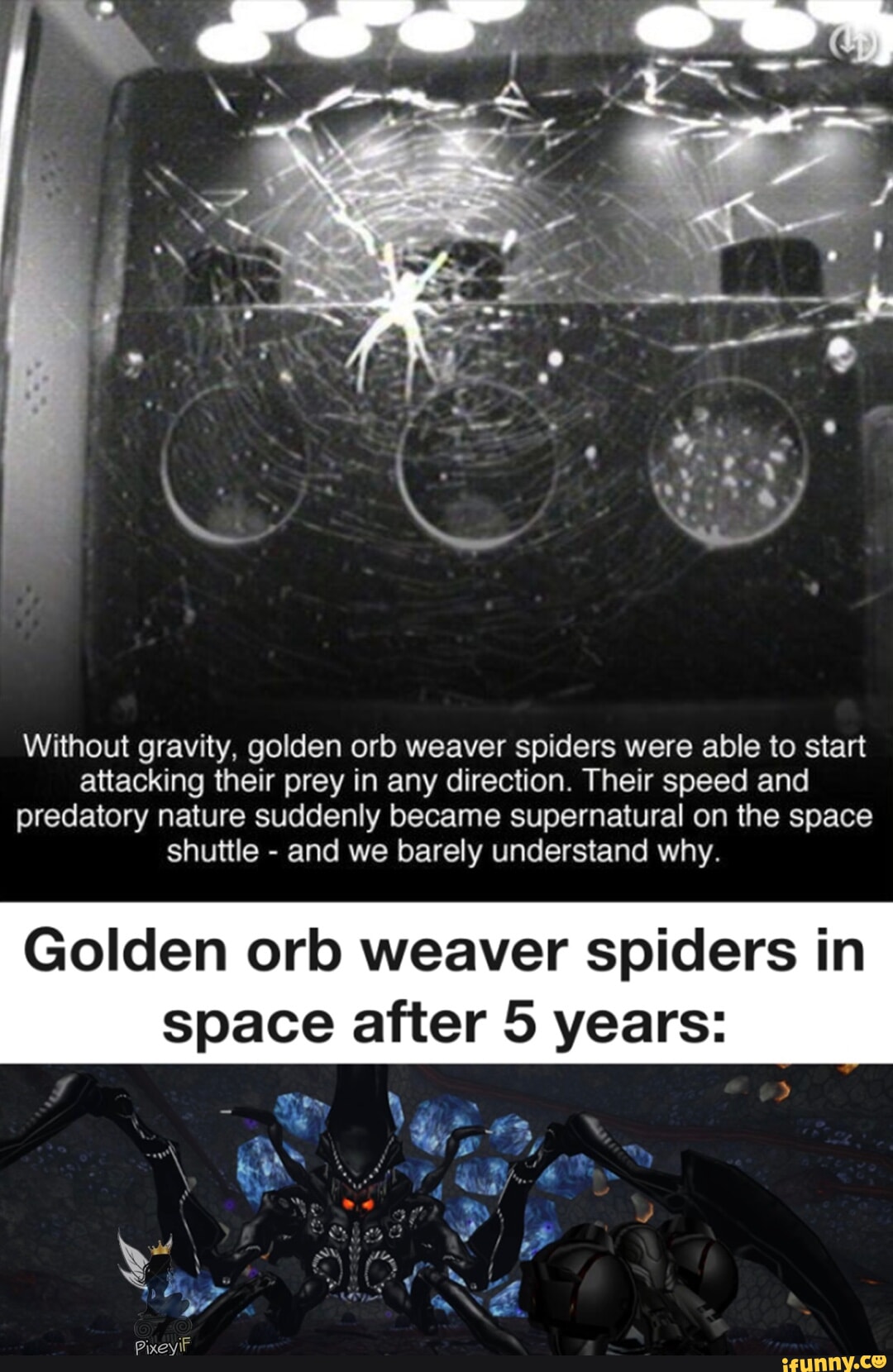 Without gravity, golden orb weaver spiders were able to start attacking ...