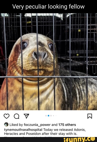 Adonis memes. Best Collection of funny Adonis pictures on iFunny