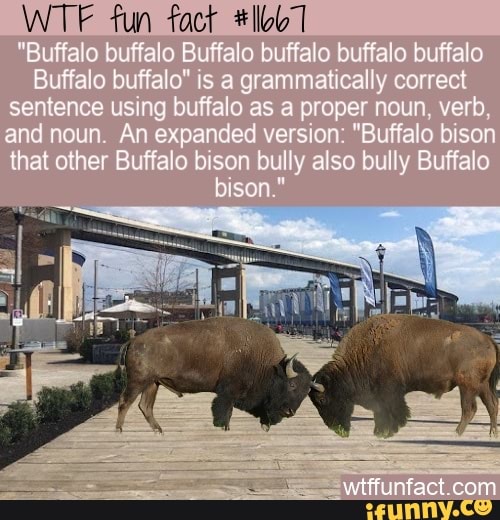 Buifalo memes. Best Collection of funny Buifalo pictures on iFunny