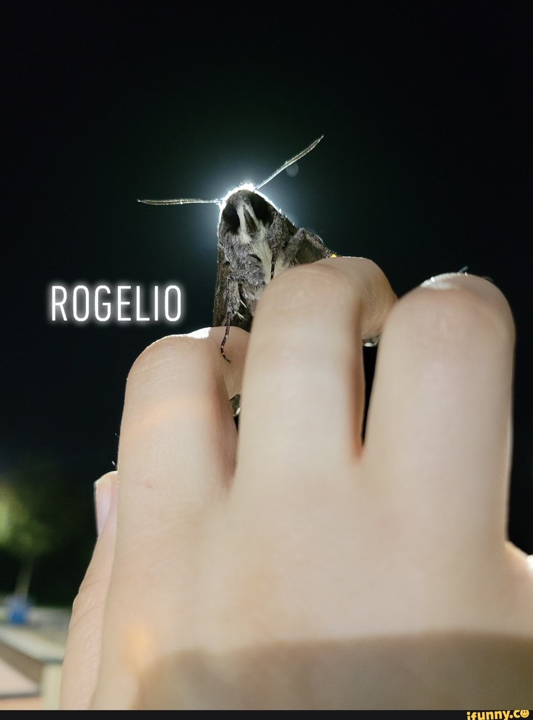 Hugemoth memes. Best Collection of funny Hugemoth pictures on iFunny