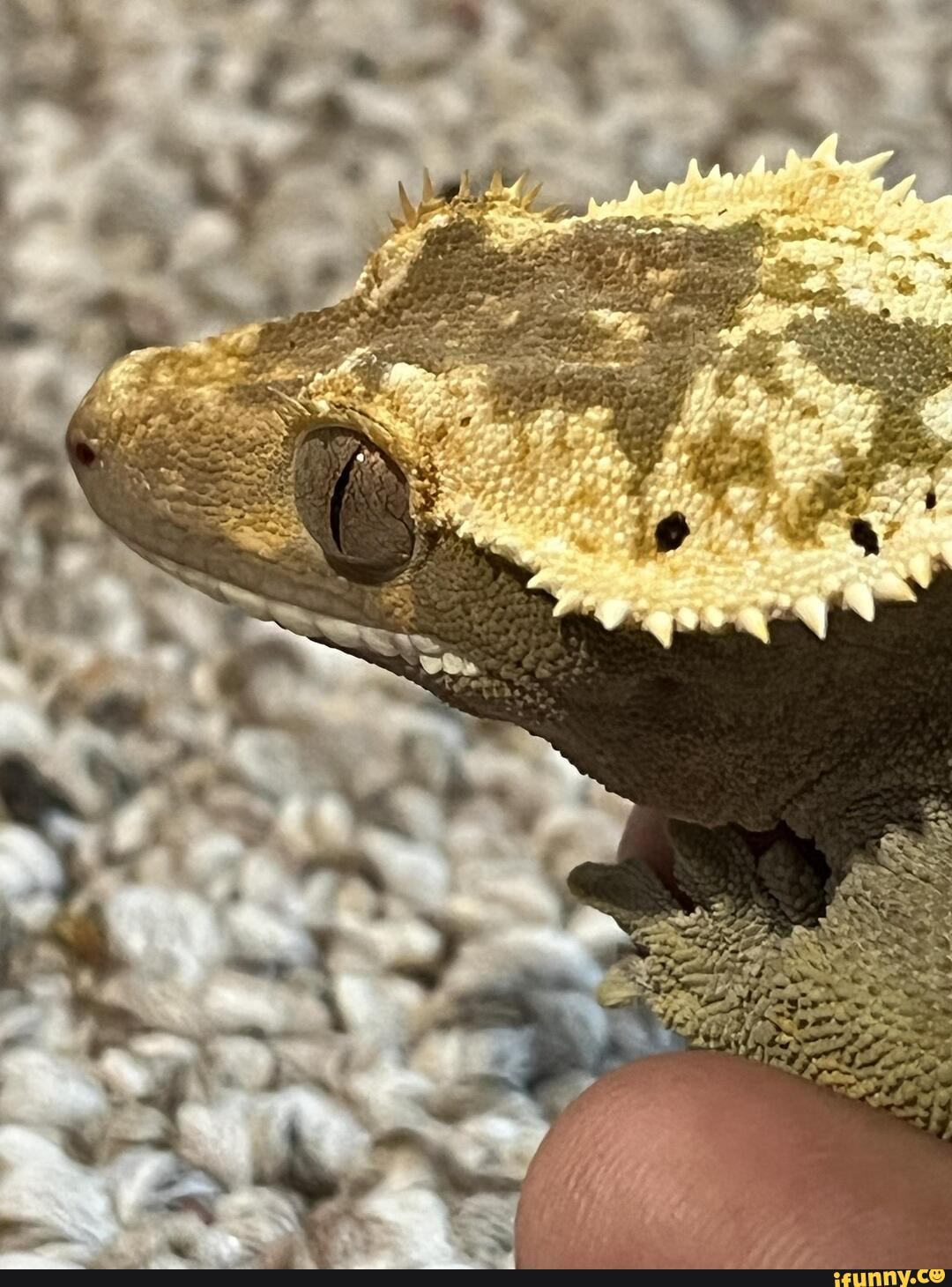 Crested_gecko memes. Best Collection of funny Crested_gecko pictures on ...