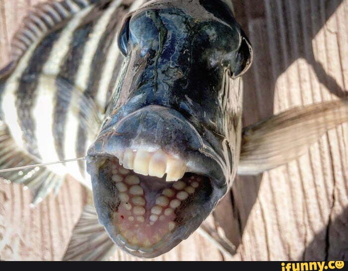 Sheepshead memes. Best Collection of funny Sheepshead pictures on iFunny