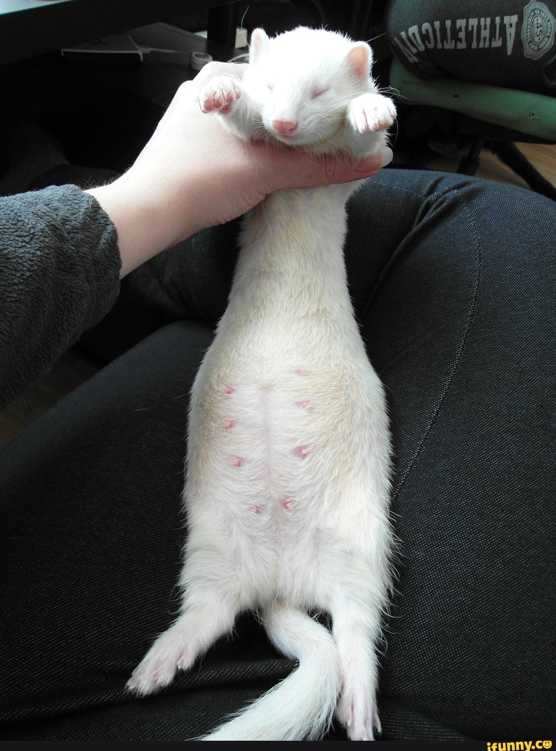 Polecat memes. Best Collection of funny Polecat pictures on iFunny