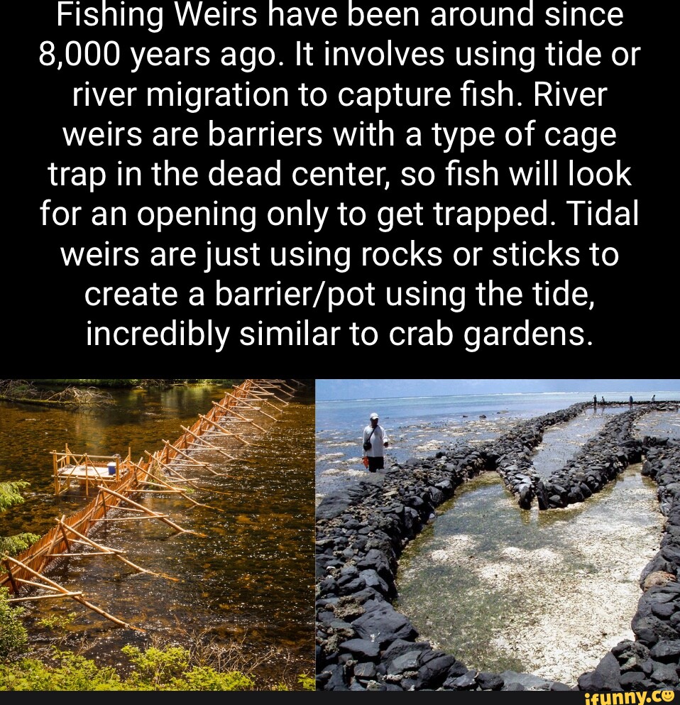 Fishing Weirs nave been around since 8,000 years ago. It involves using ...