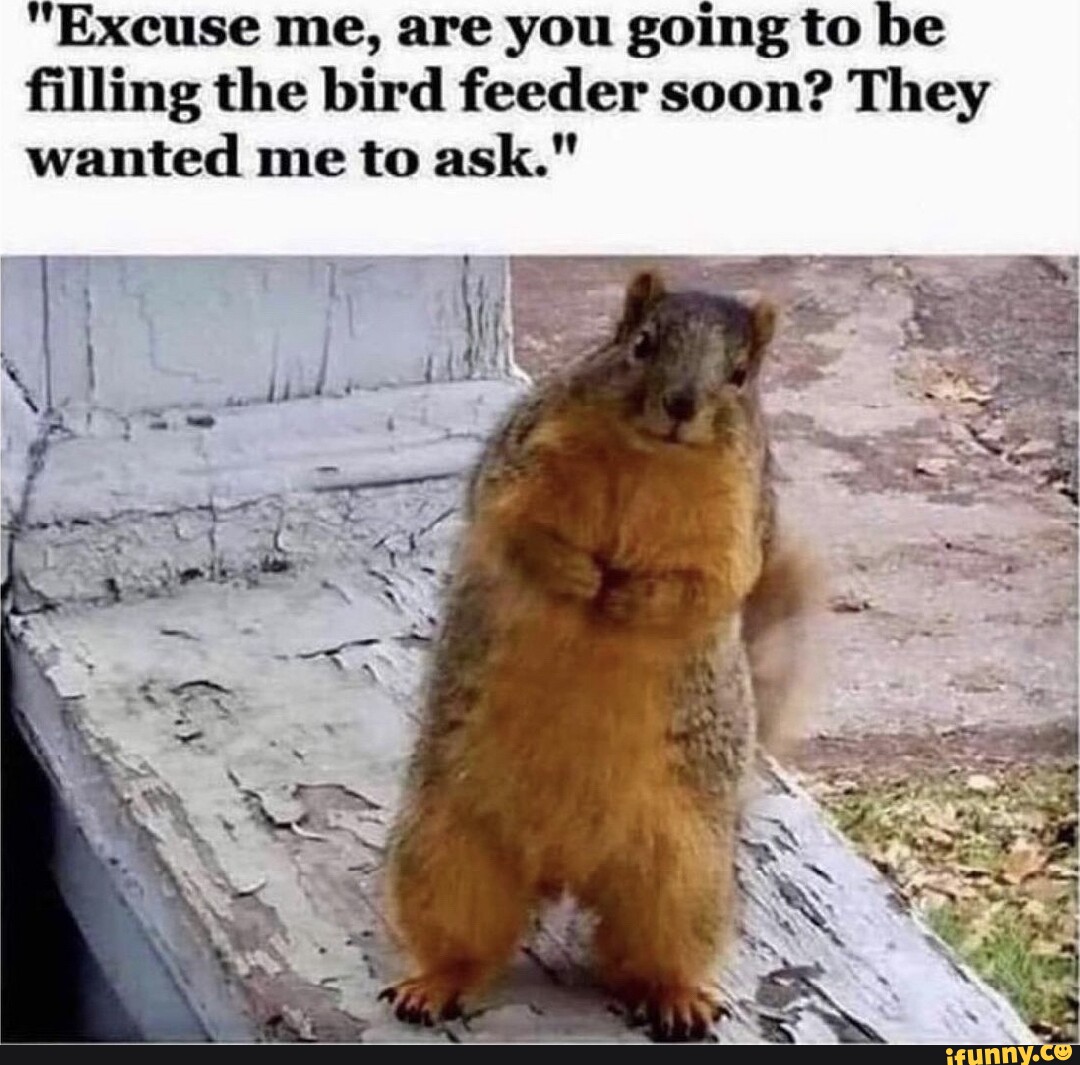 "Excuse me, are you going to be filling the bird feeder soon? They ...