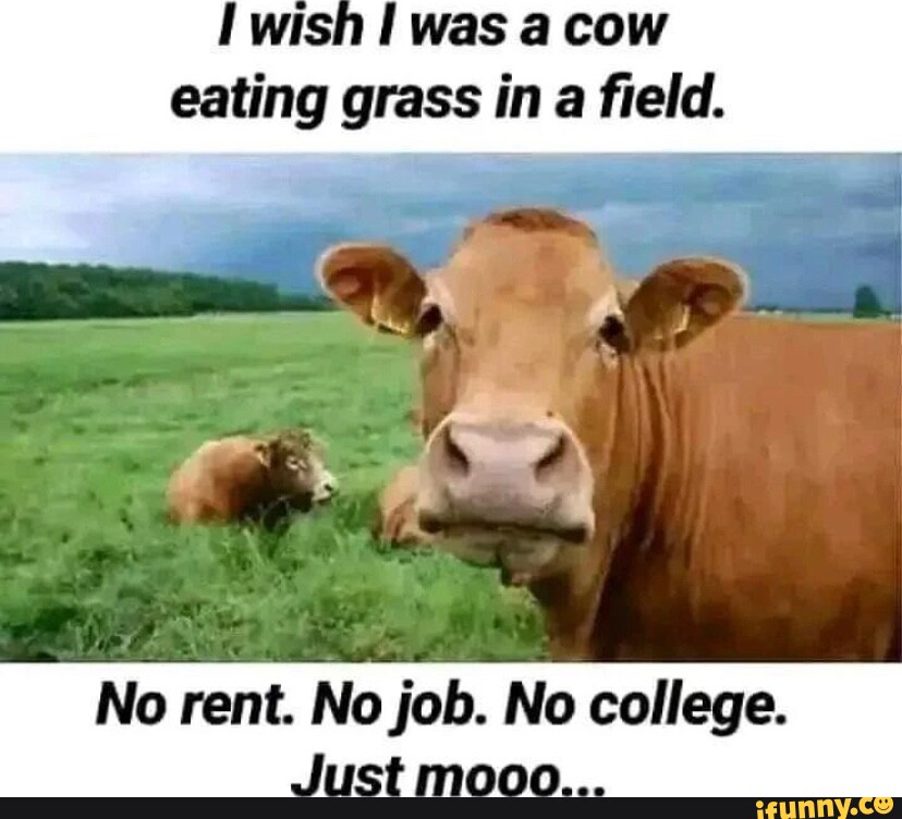 Mooc memes. Best Collection of funny Mooc pictures on iFunny