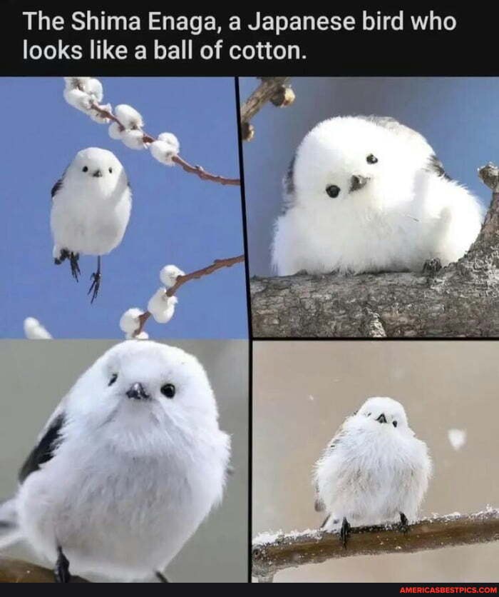 The Shima Enaga, a Japanese bird who looks like a ball of cotton ...