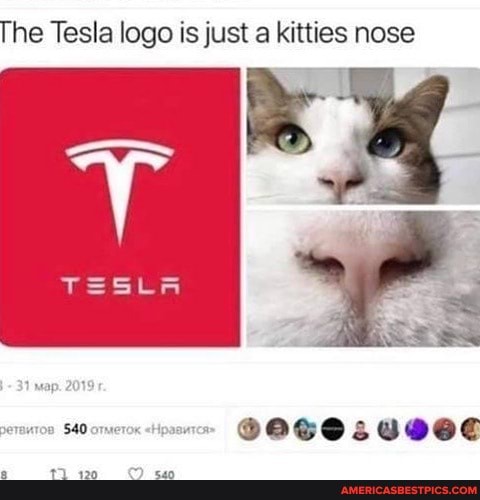 The Tesla logo is just a kitties nose - America’s best pics and videos