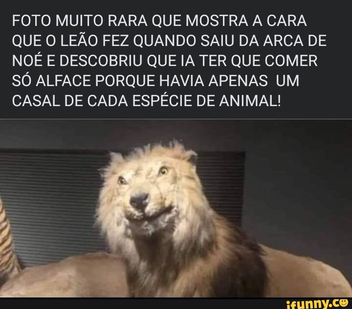 FOTO MUITO RARA QUE MOSTRA A CARA QUE O LEÃO FEZ QUANDO SAIU DA ARCA DE ...