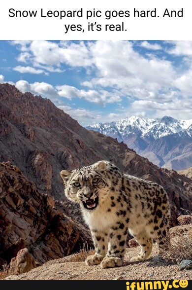 Snow Leopard pic goes hard. And yes, it's real - iFunny