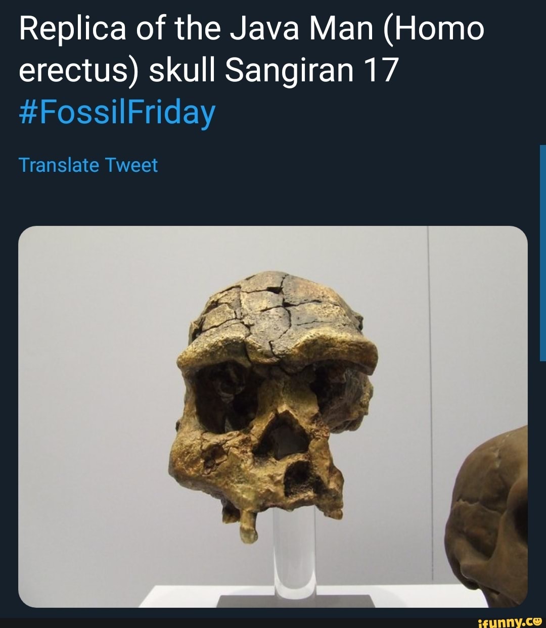 Replica of the Java Man (Homo erectus) skull Sangiran 17 #FossHFHday ...
