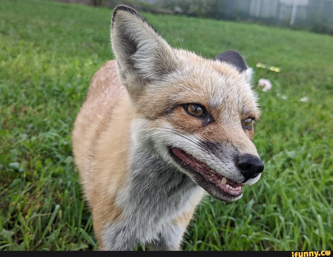 Tfm_pan memes. Best Collection of funny Tfm_pan pictures on iFunny