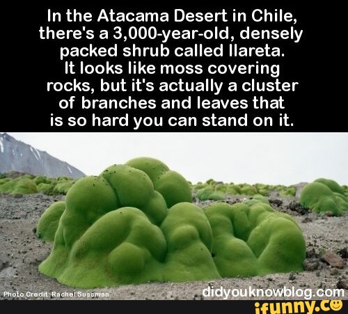Shrub memes. Best Collection of funny Shrub pictures on iFunny