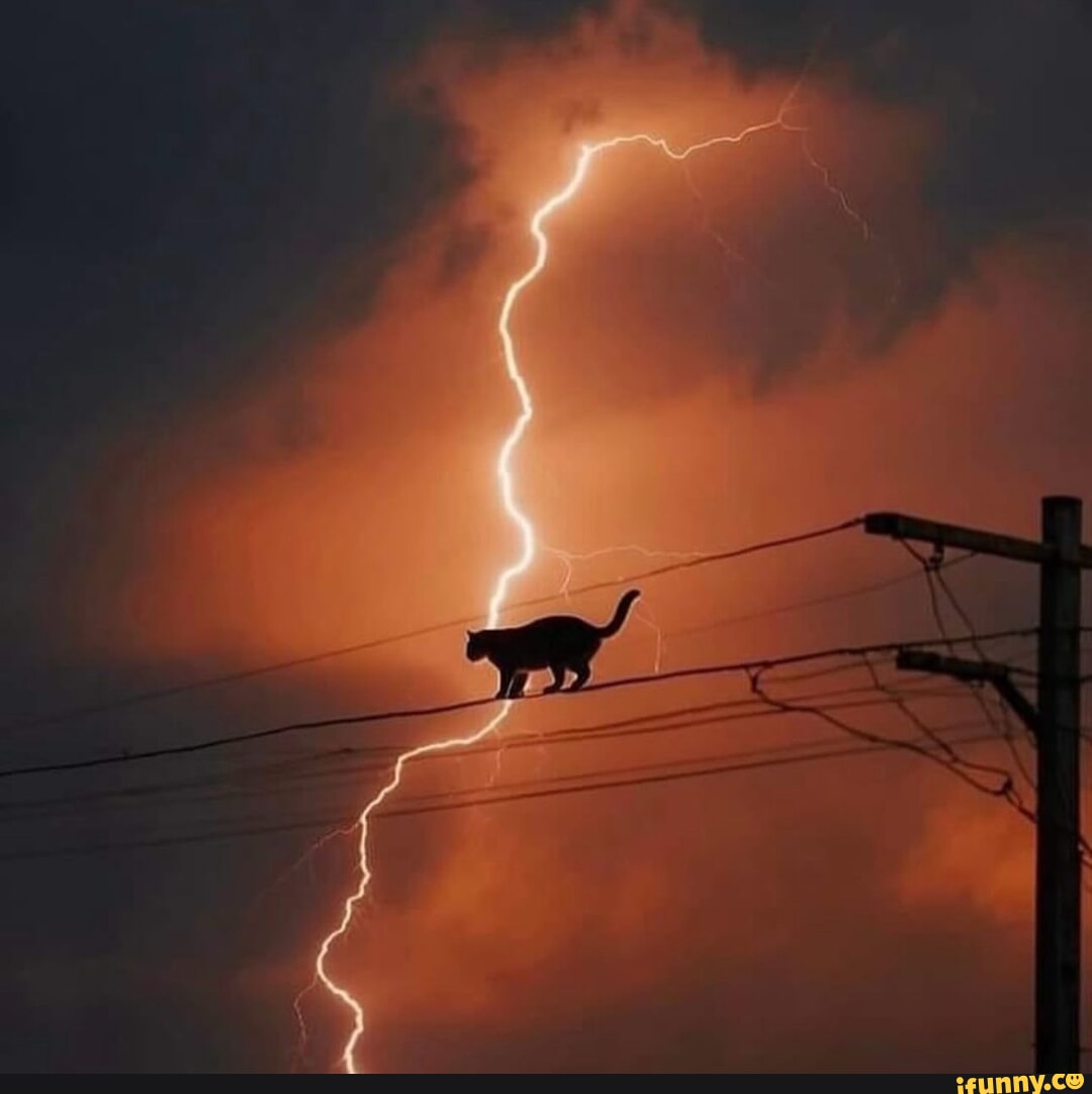 Thundercats memes. Best Collection of funny Thundercats pictures on iFunny