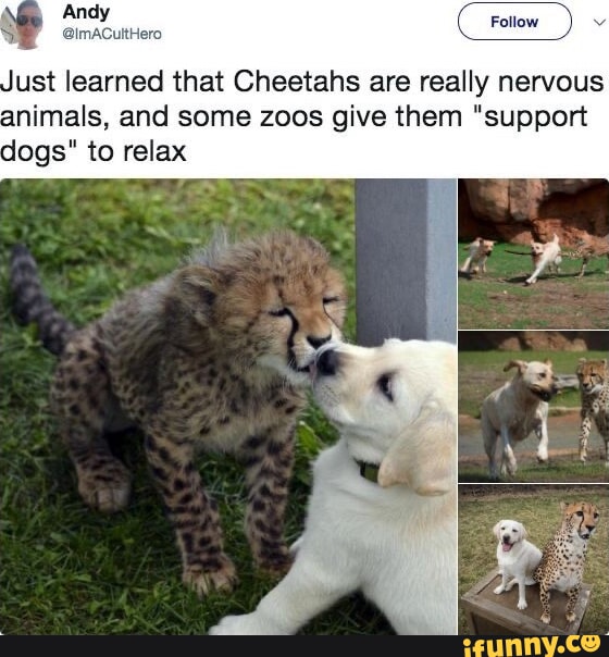 Andy Just learned that Cheetahs are really nervous animals, and some ...