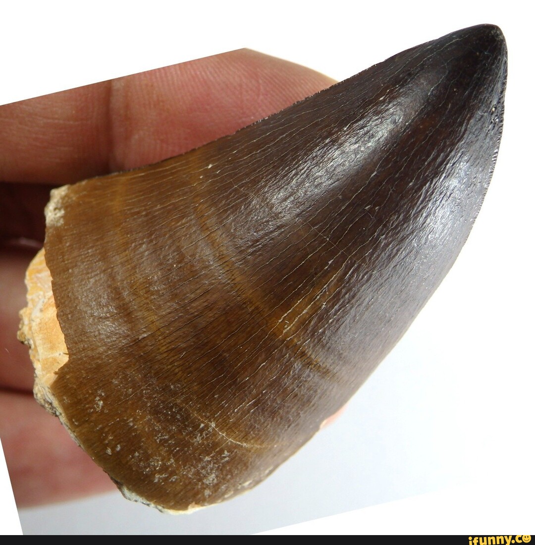 Mosasaur memes. Best Collection of funny Mosasaur pictures on iFunny