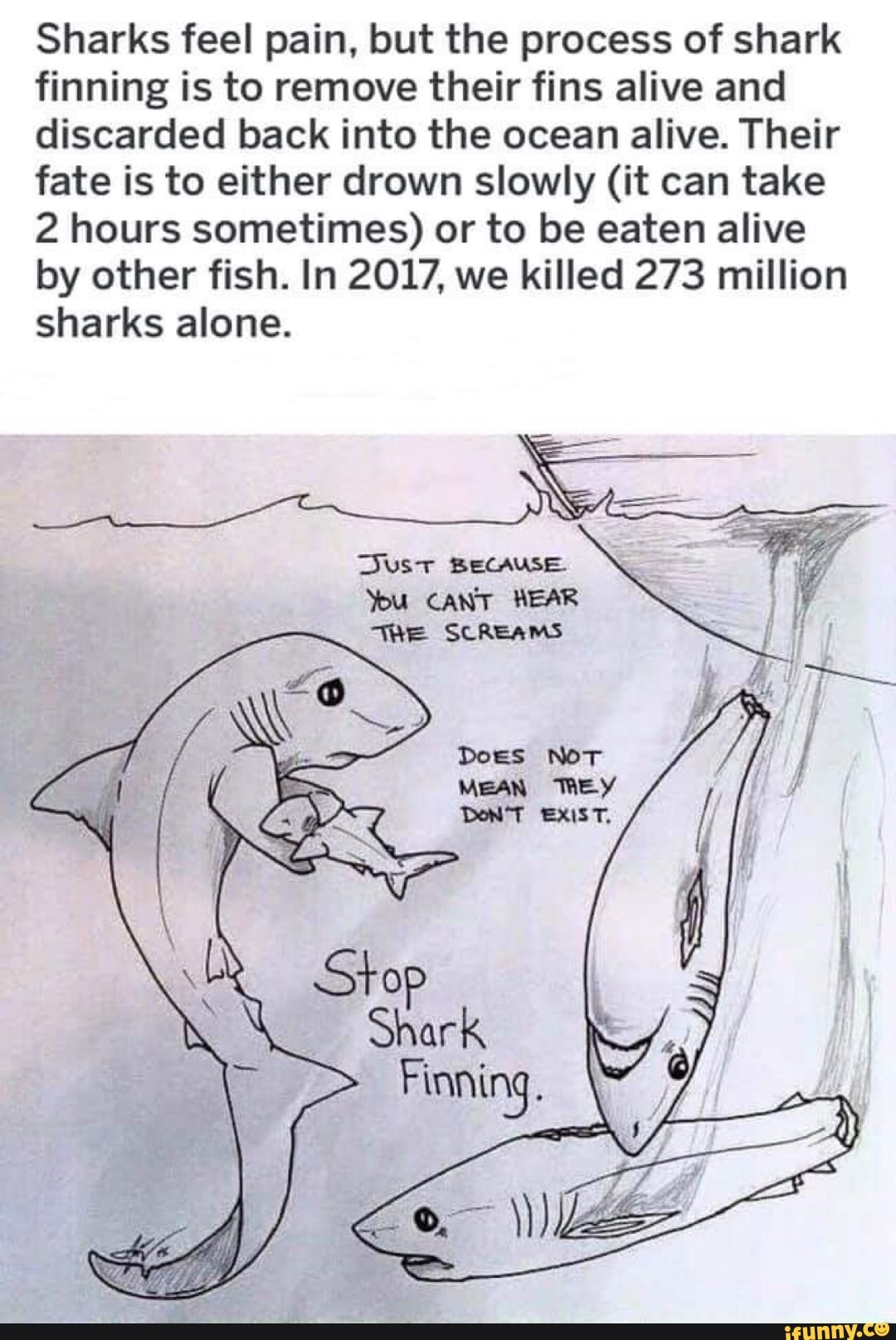 Sharks feel pain, but the process of shark firming is to remove their ...