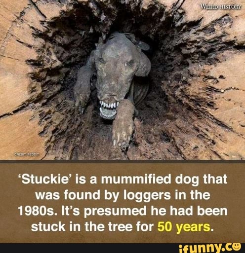 Stuckie memes. Best Collection of funny Stuckie pictures on iFunny