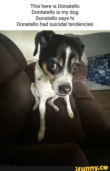 Donatello memes. Best Collection of funny Donatello pictures on iFunny