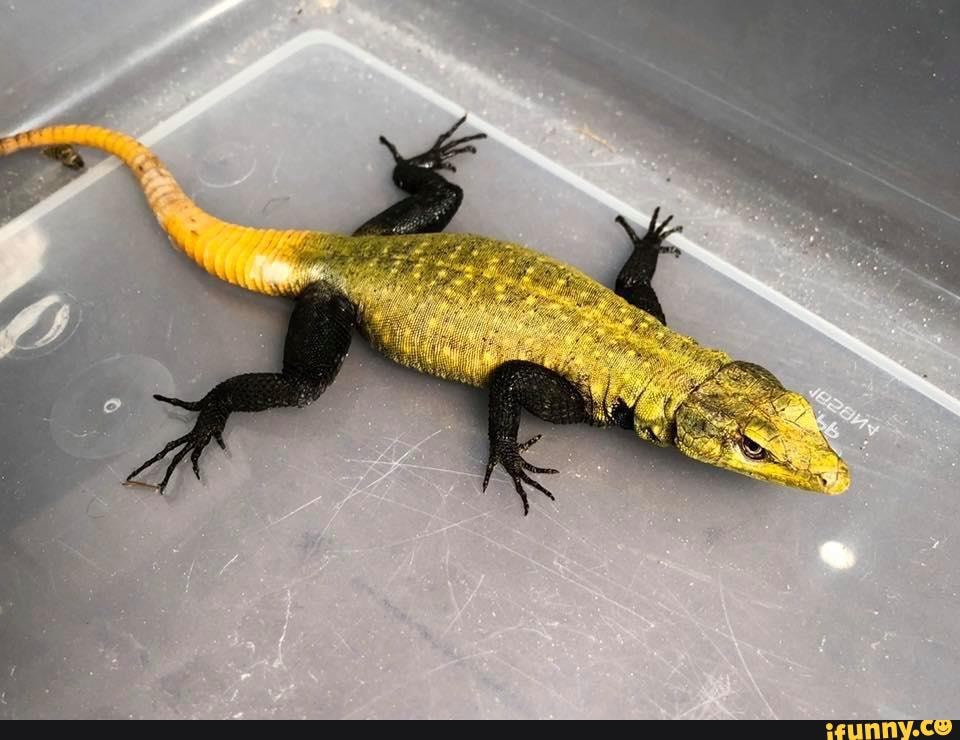 Platysaurus imperator (“Emperor flat rock lizard”). Native to dry ...