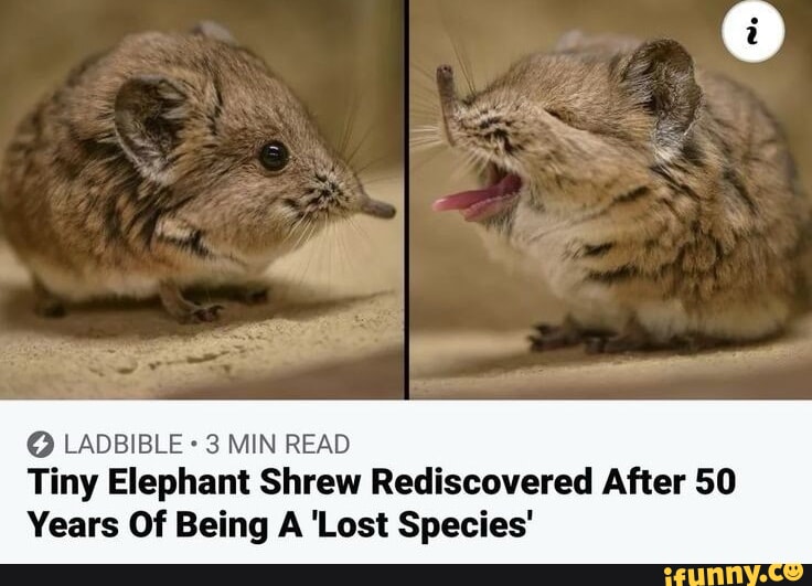 LADBIBLE 3 MIN READ Tiny Elephant Shrew Rediscovered After 50 Years Of ...