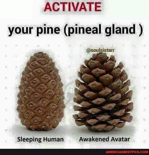 ACTIVATE your pine (pineal gland ) @soulgistarr Sleeping Human Awakened ...
