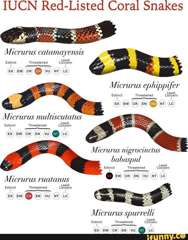 IUCN Red-Listed Coral Snakes Micrurus ephippifer Micrurus Micrurus ...