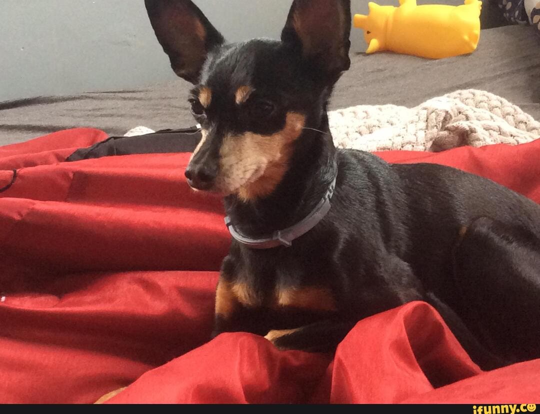 Blitzen memes. Best Collection of funny Blitzen pictures on iFunny