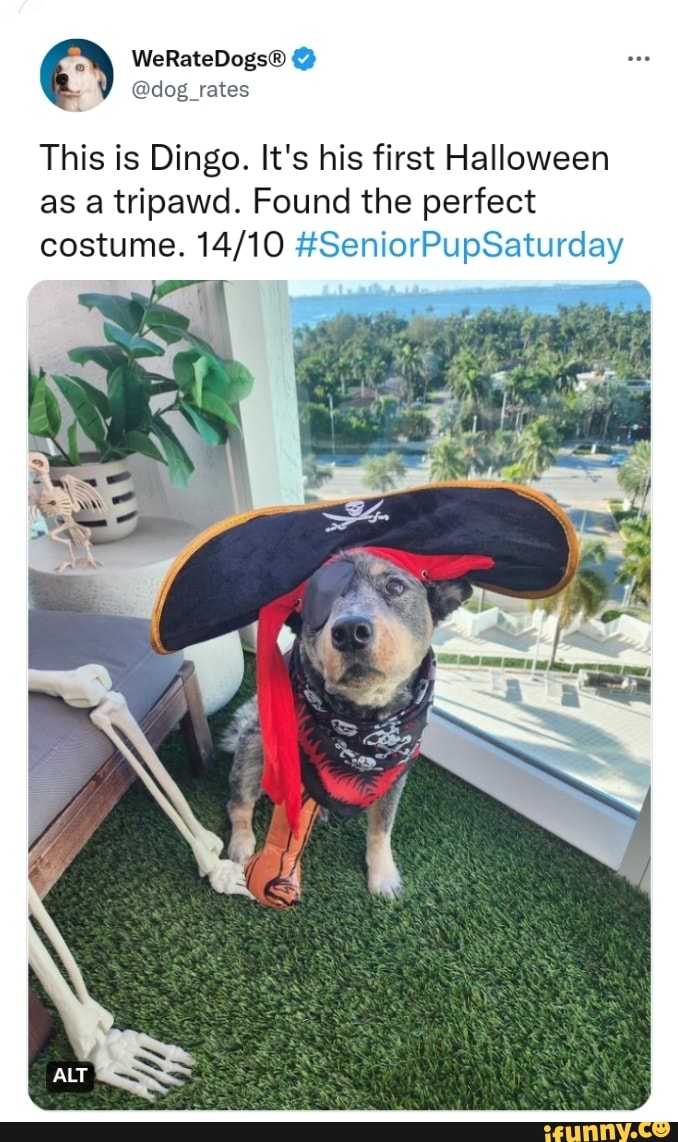 @dog_rates This is Dingo. It's his first Halloween as a tripawd. Found ...