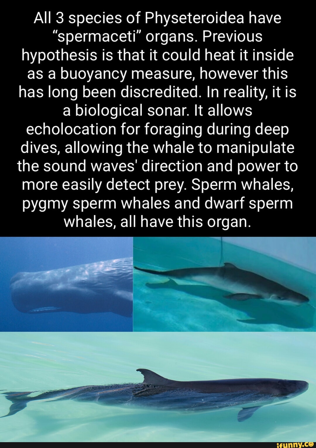 All 3 species of Physeteroidea have "spermaceti" organs. Previous ...