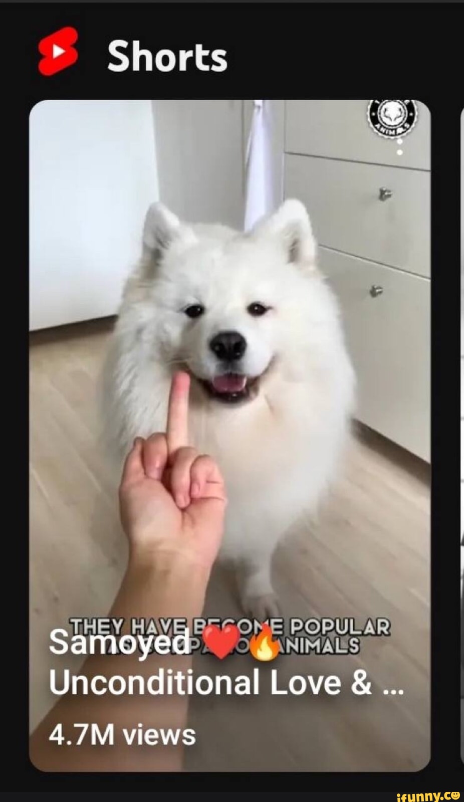Samoyed memes. Best Collection of funny Samoyed pictures on iFunny