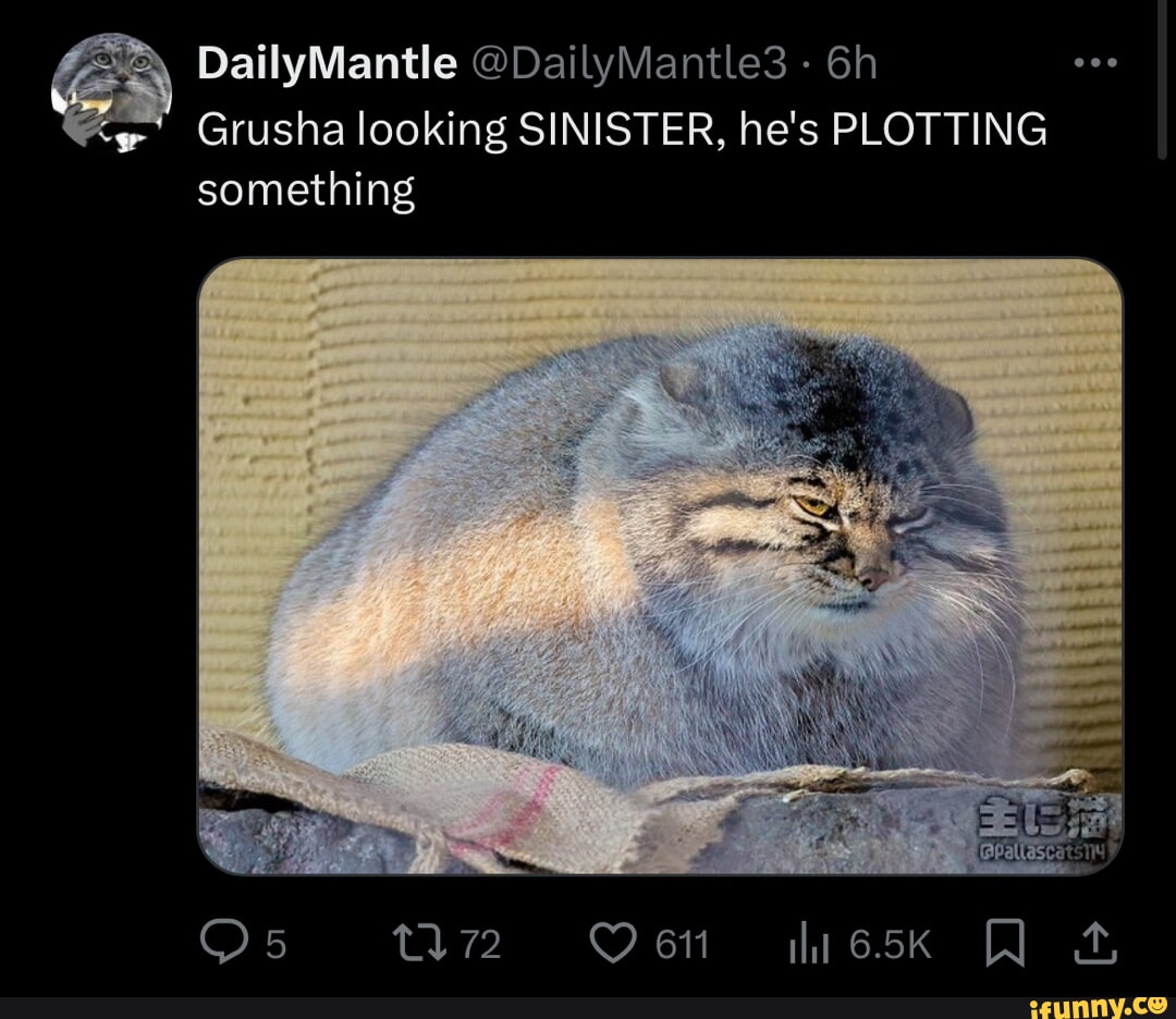 Grusha looking SINISTER, he's PLOTTING something DailyMantle @DailyMantle3 - - iFunny