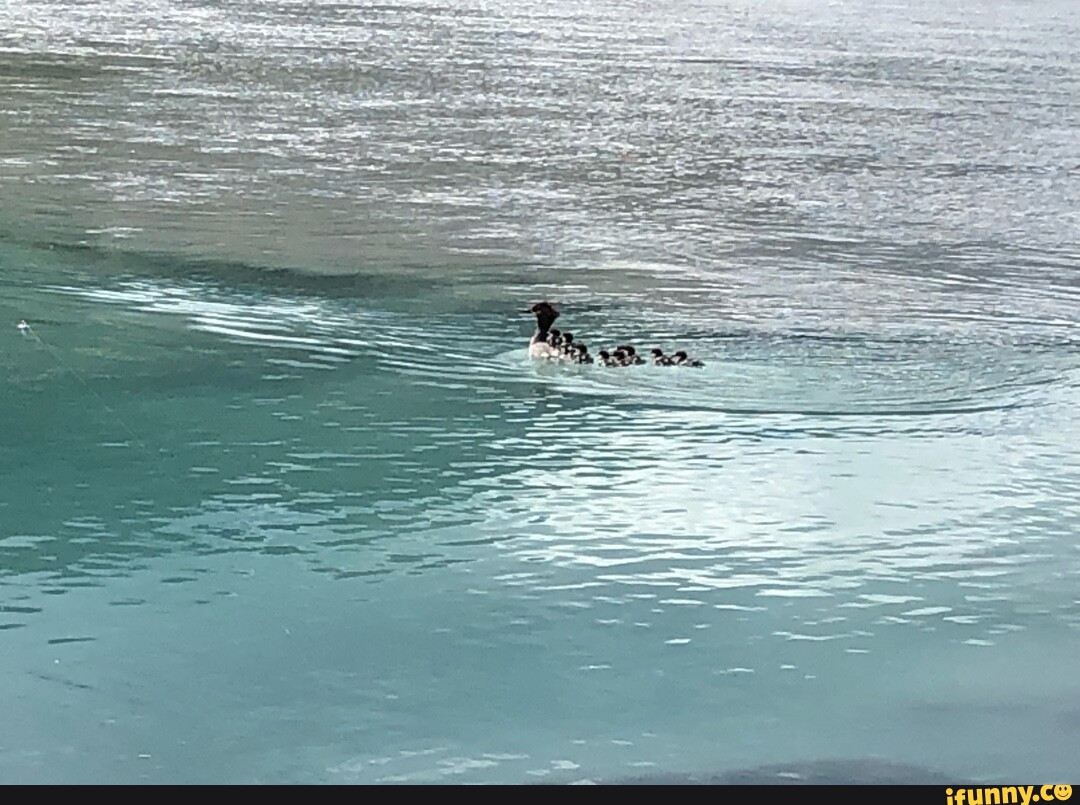 Loons memes. Best Collection of funny Loons pictures on iFunny