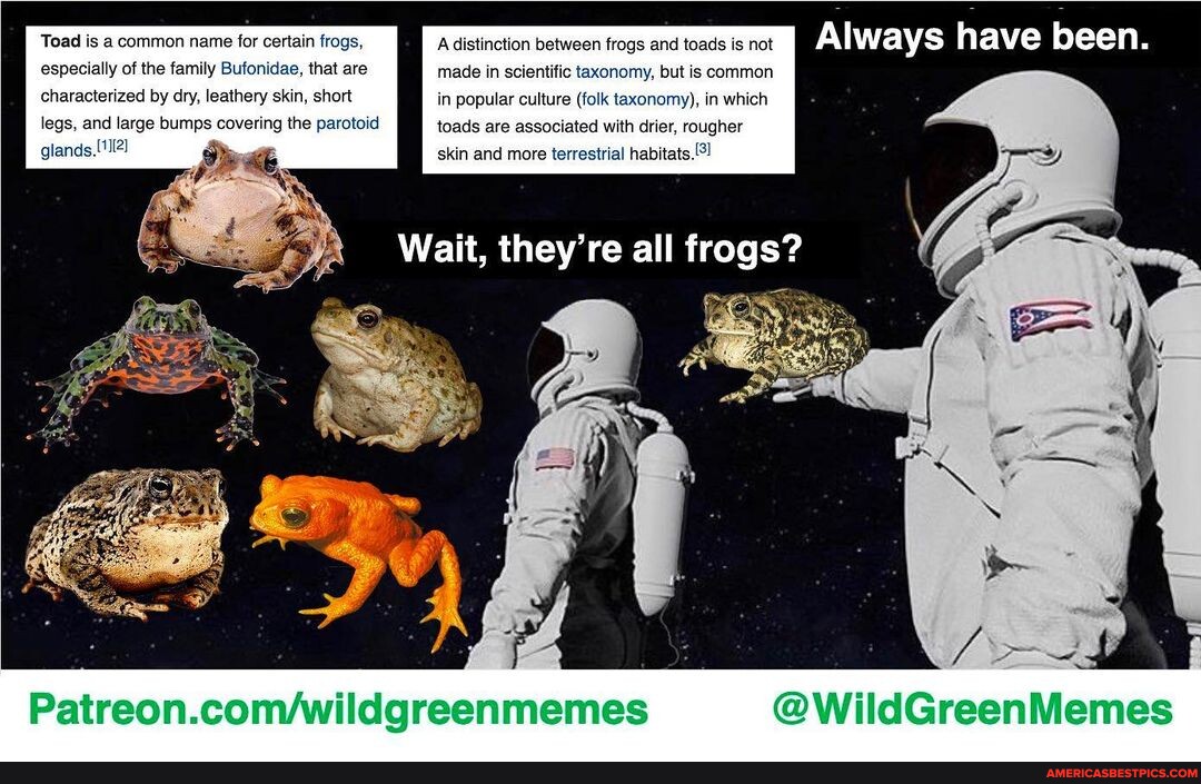 🐸 Meme by @beingevolved - A distinction between frogs and toads is not I Always have been ...
