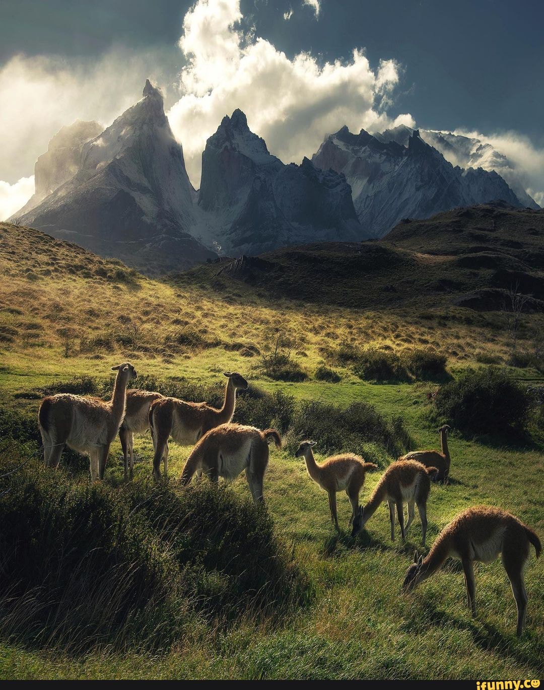 Guanacos memes. Best Collection of funny Guanacos pictures on iFunny