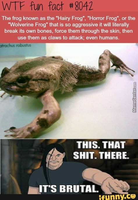 The frog known as the "Hairy Frog", "Horror Frog", or the "Wolverine ...
